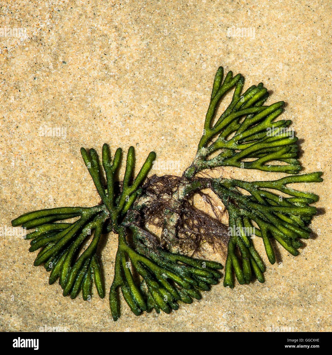 Green seaweed that has washed up on a beach Stock Photo - Alamy