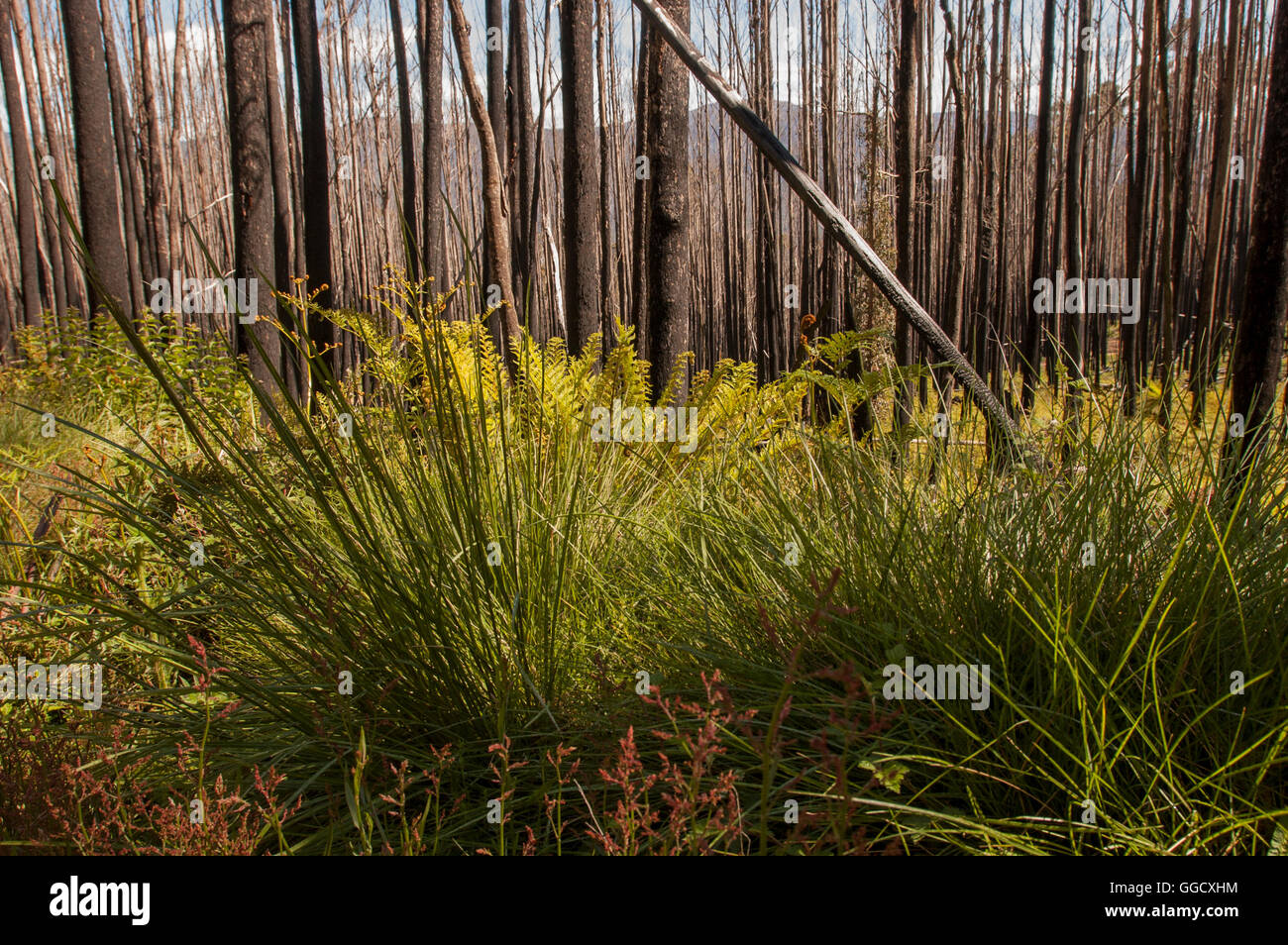 Bushfire wildfire regeneration regrowth hi-res stock photography and ...