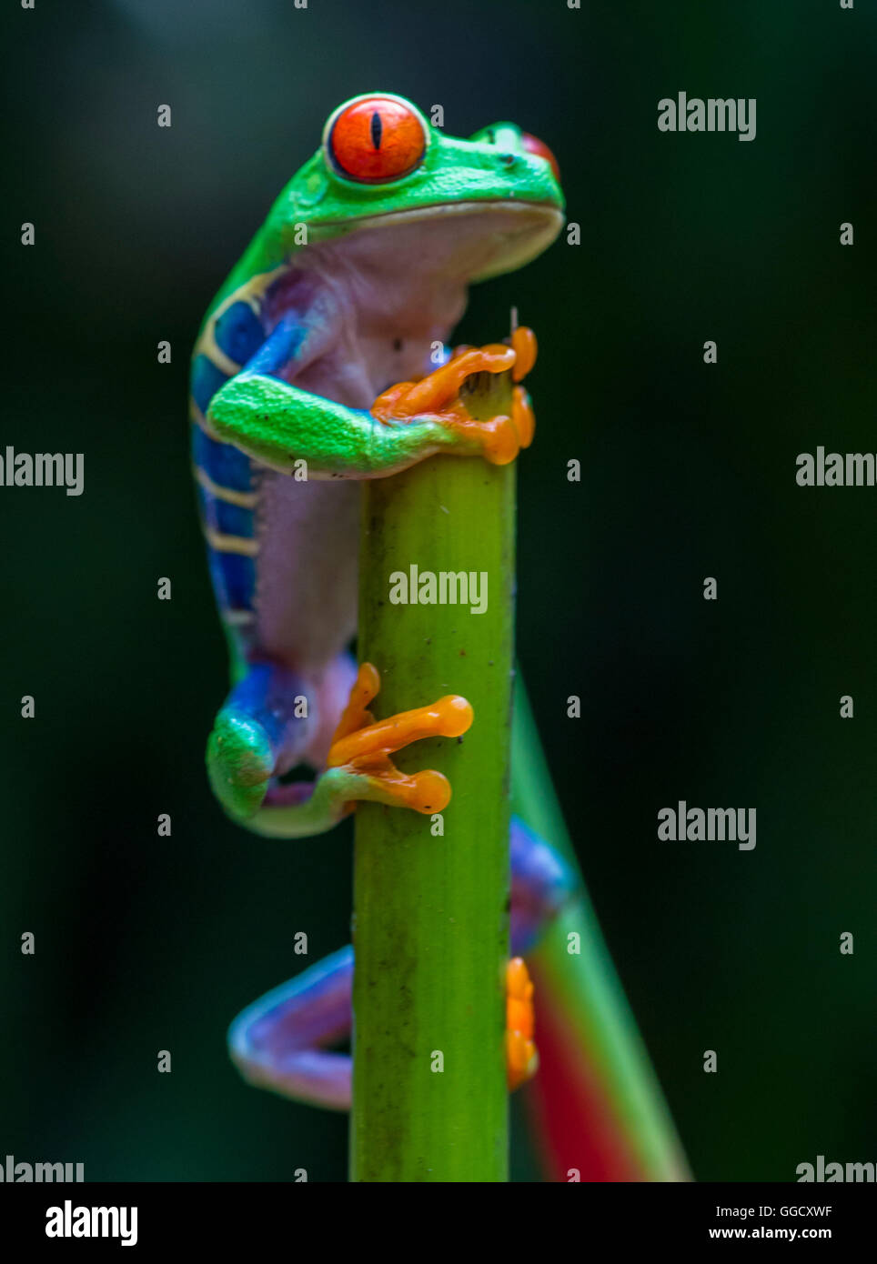 Red eyed amazon tree frog hi-res stock photography and images - Alamy