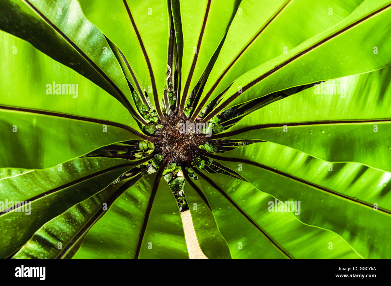 green leaf bird nest fern Stock Photo - Alamy