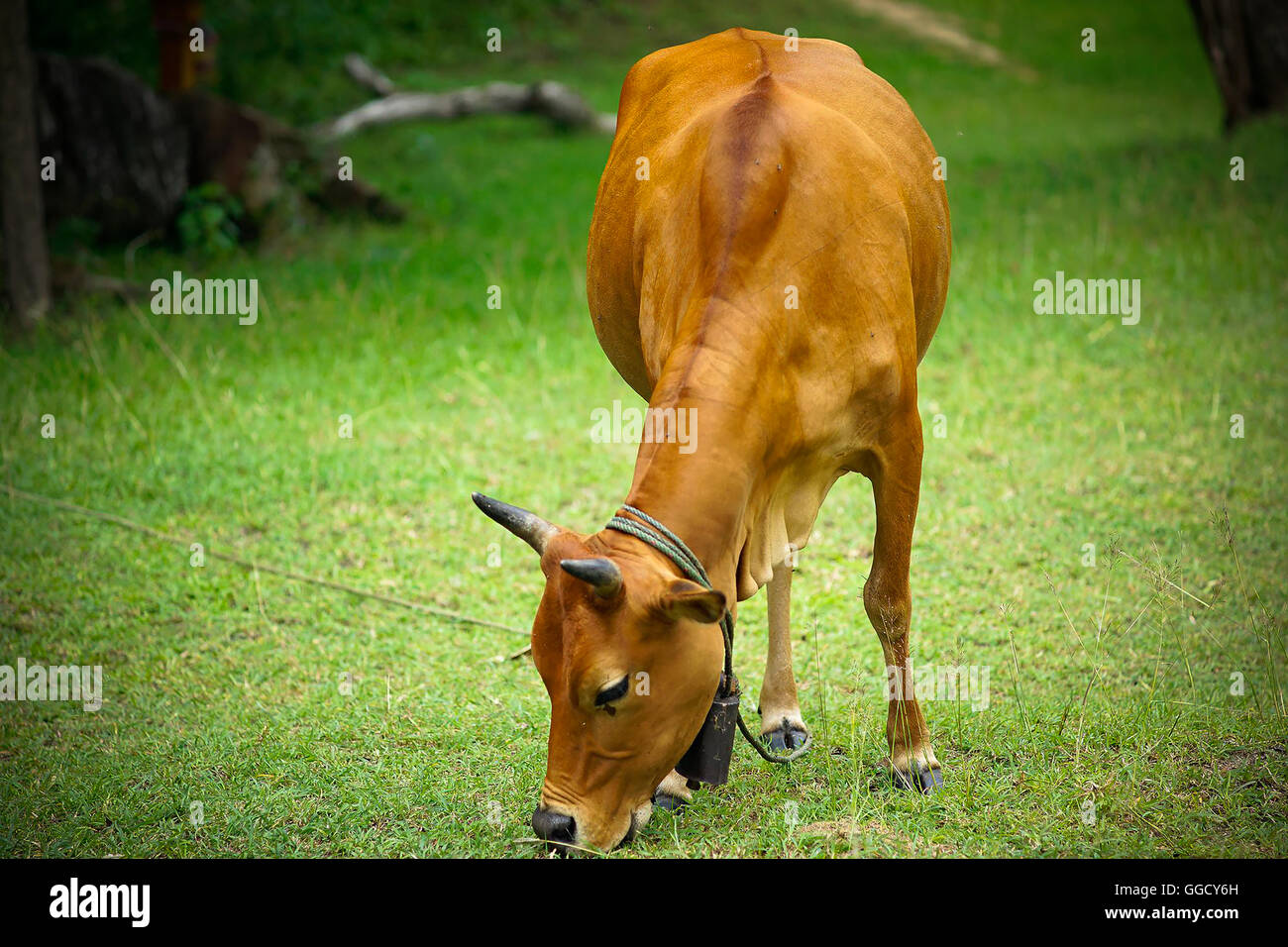 animal red calf child cow farm agriculture Stock Photo - Alamy