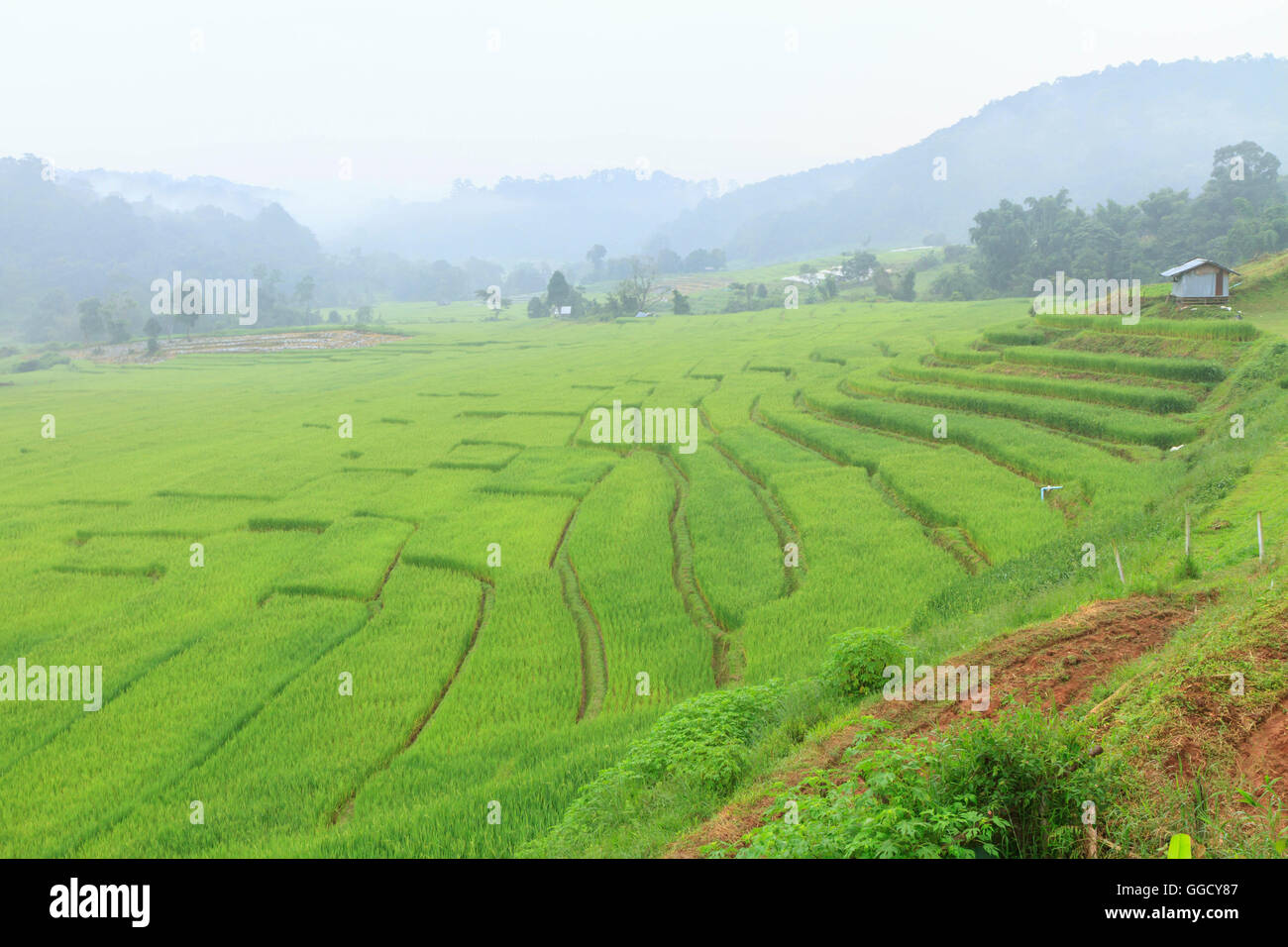 rice terrace on mountain Stock Photo - Alamy