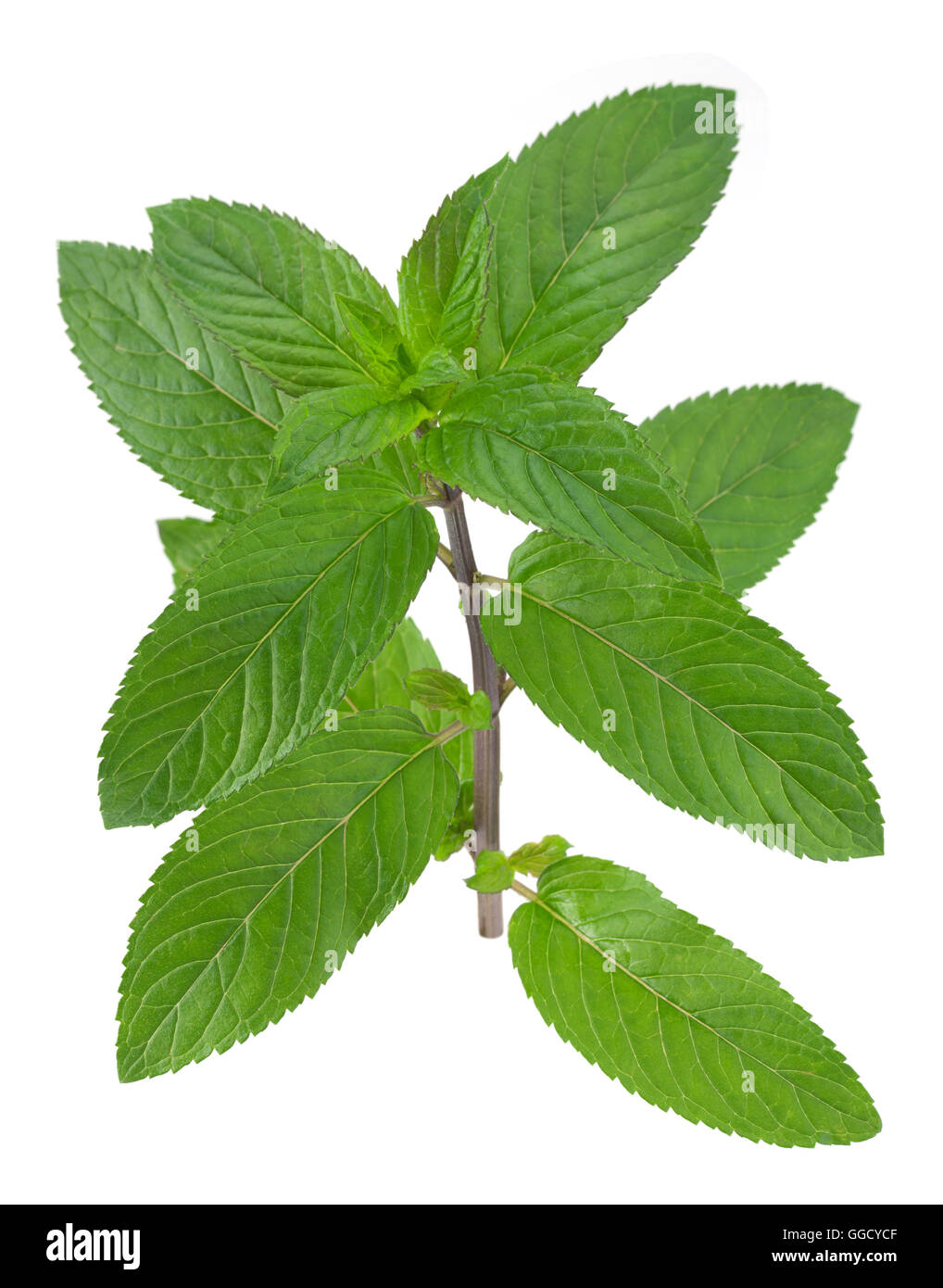 Peppermint leaf closeup isolated on white background Stock Photo - Alamy