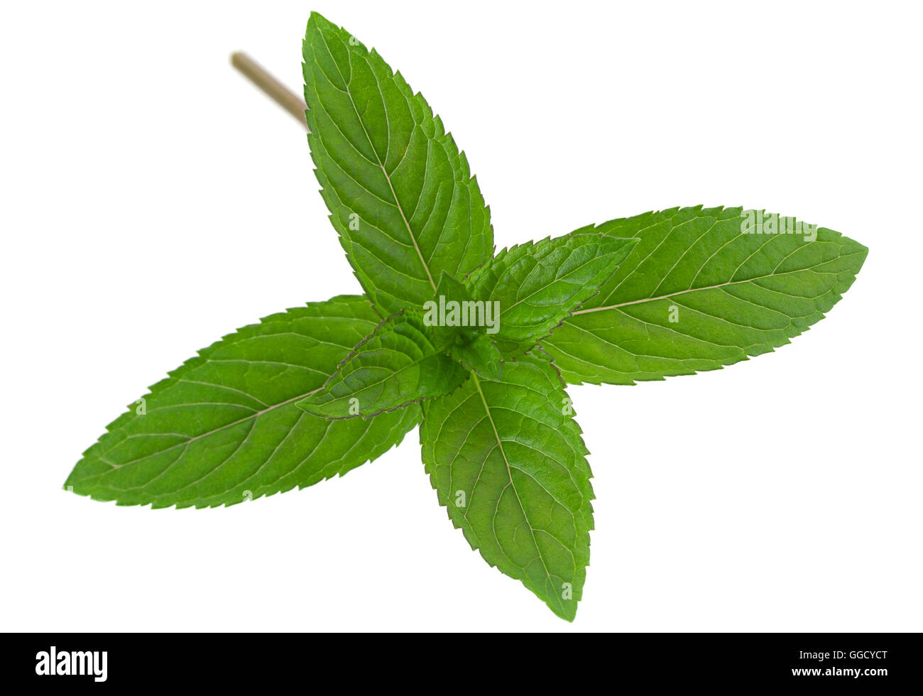 Peppermint leaf closeup isolated on white background Stock Photo - Alamy
