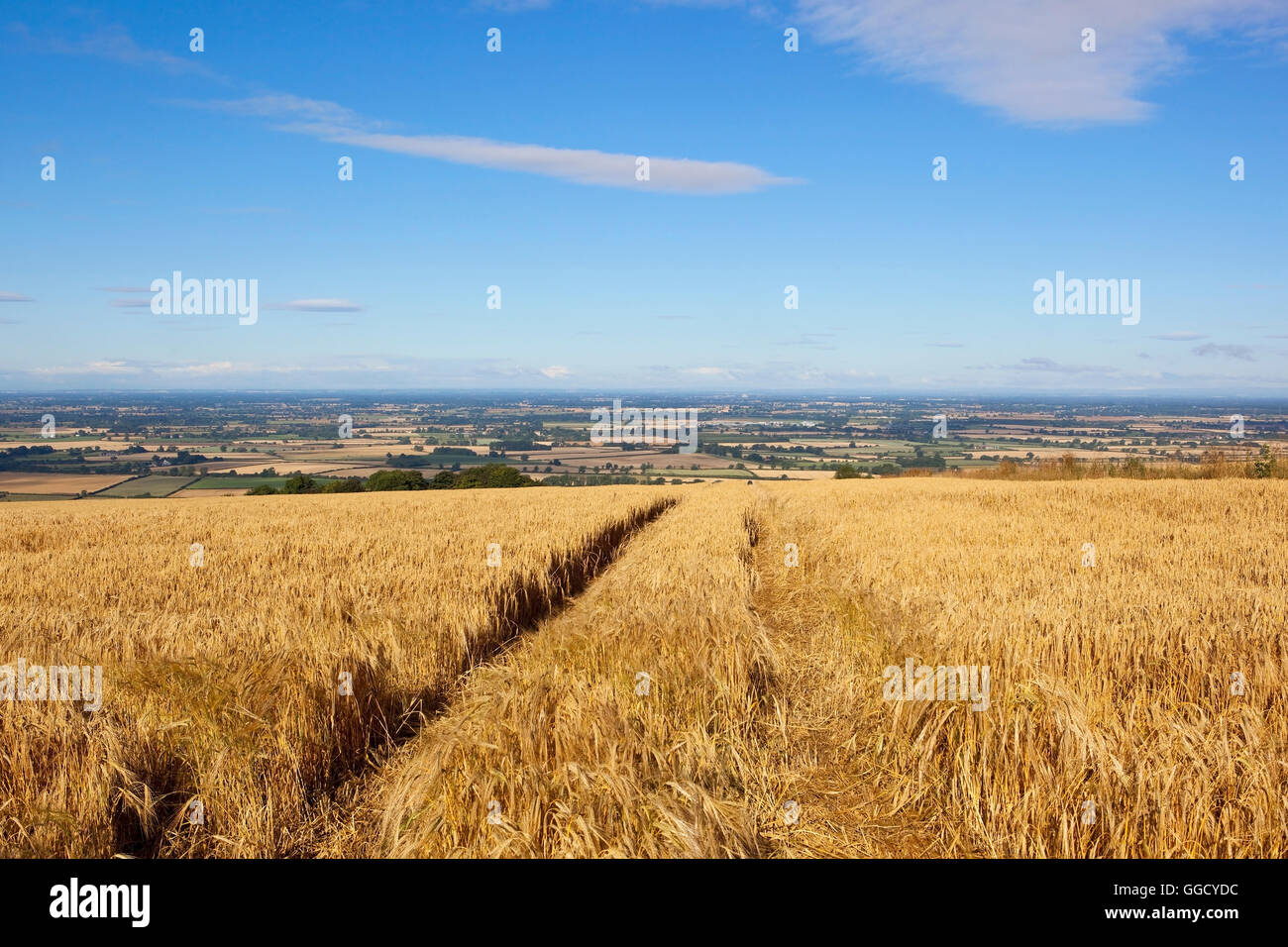The hazy vale of York viewed from a field of golden barley high on the ...
