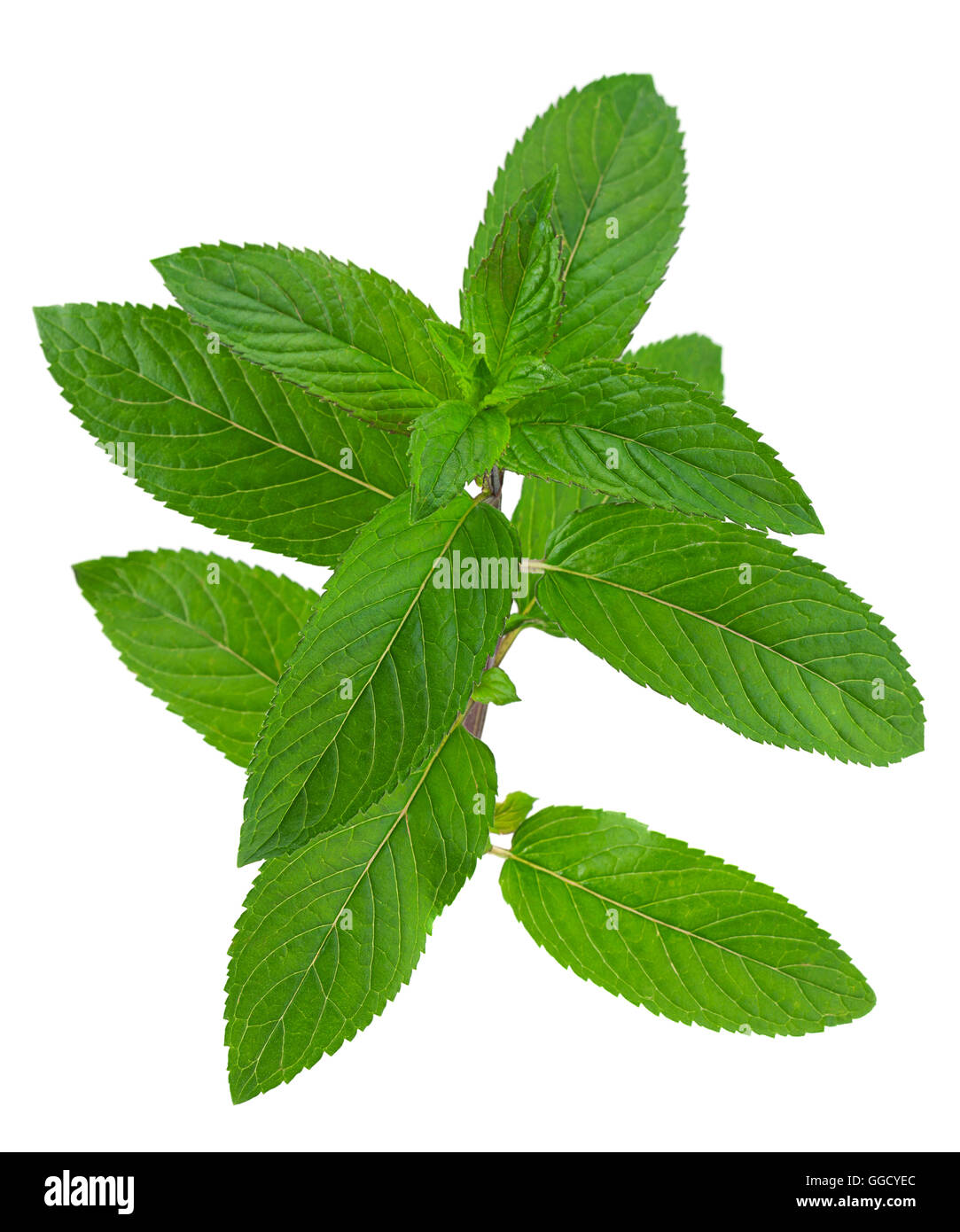 Peppermint leaf closeup isolated on white background Stock Photo - Alamy