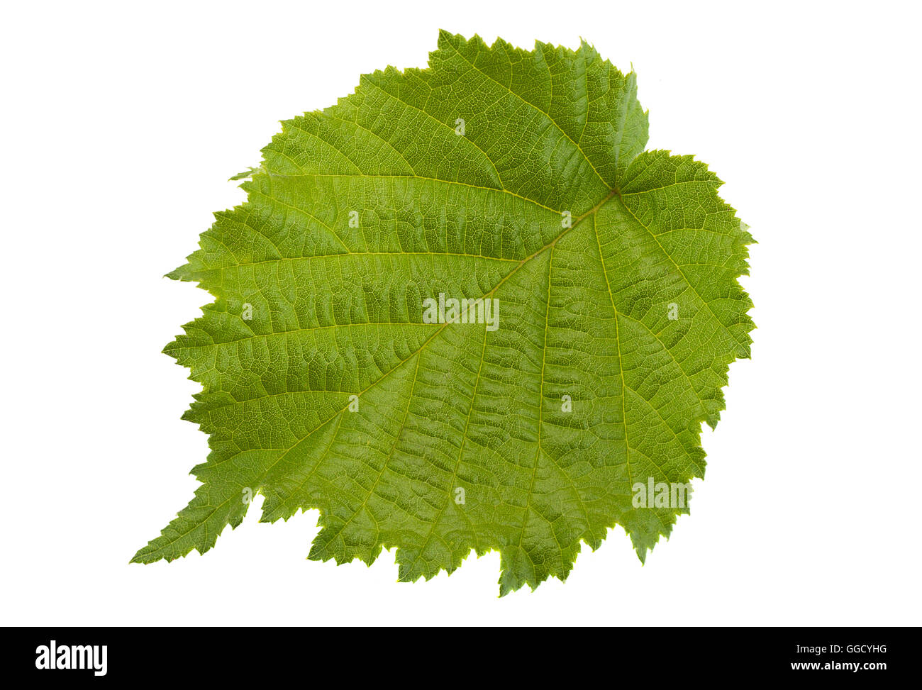 Hazelnut leaf closeup isolated on white background Stock Photo - Alamy