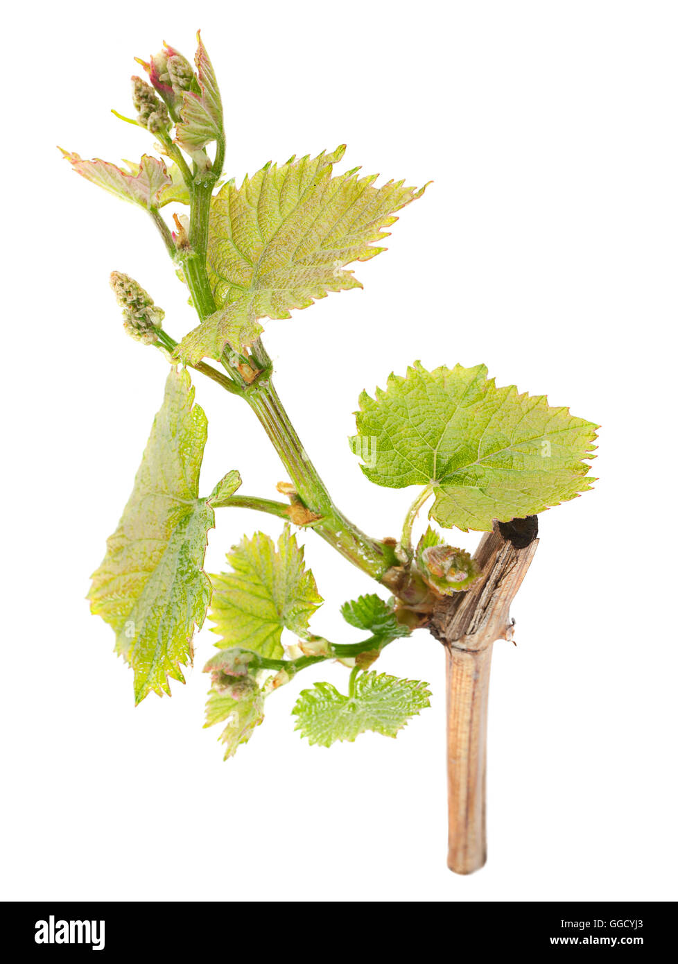 Seedling grape with leaf isolated on white background Stock Photo - Alamy