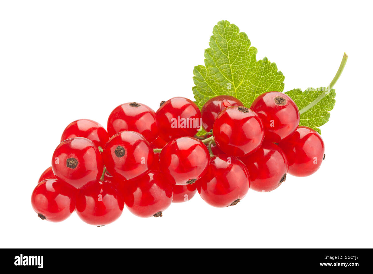 Red currant fruit closeup isolated on white Stock Photo - Alamy