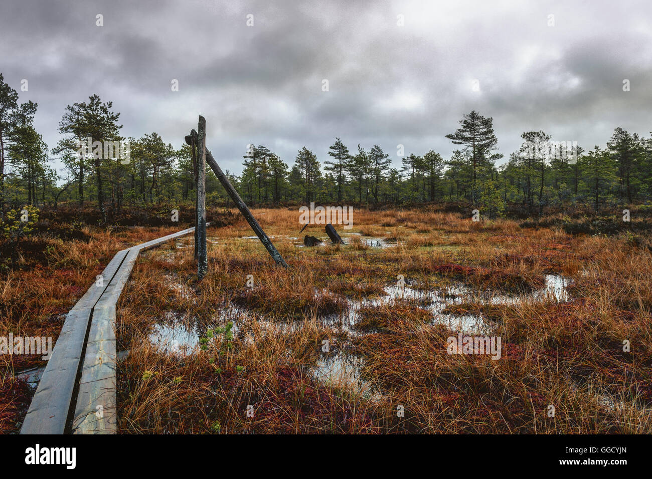 path through swamp area Stock Photo - Alamy