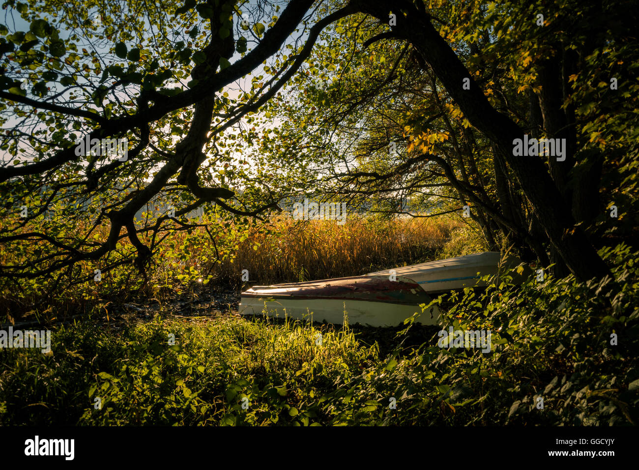 Rowing boat under trees Stock Photo - Alamy