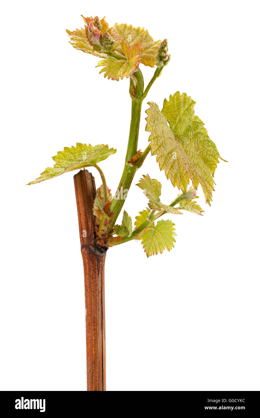 Seedling grape with leaf isolated on white background Stock Photo - Alamy