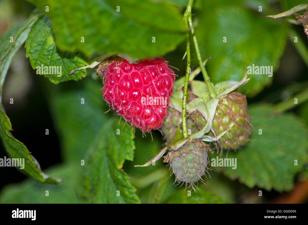 berry raspberry on a bush ripe,berry, raspberry, ripe, on a bush ...