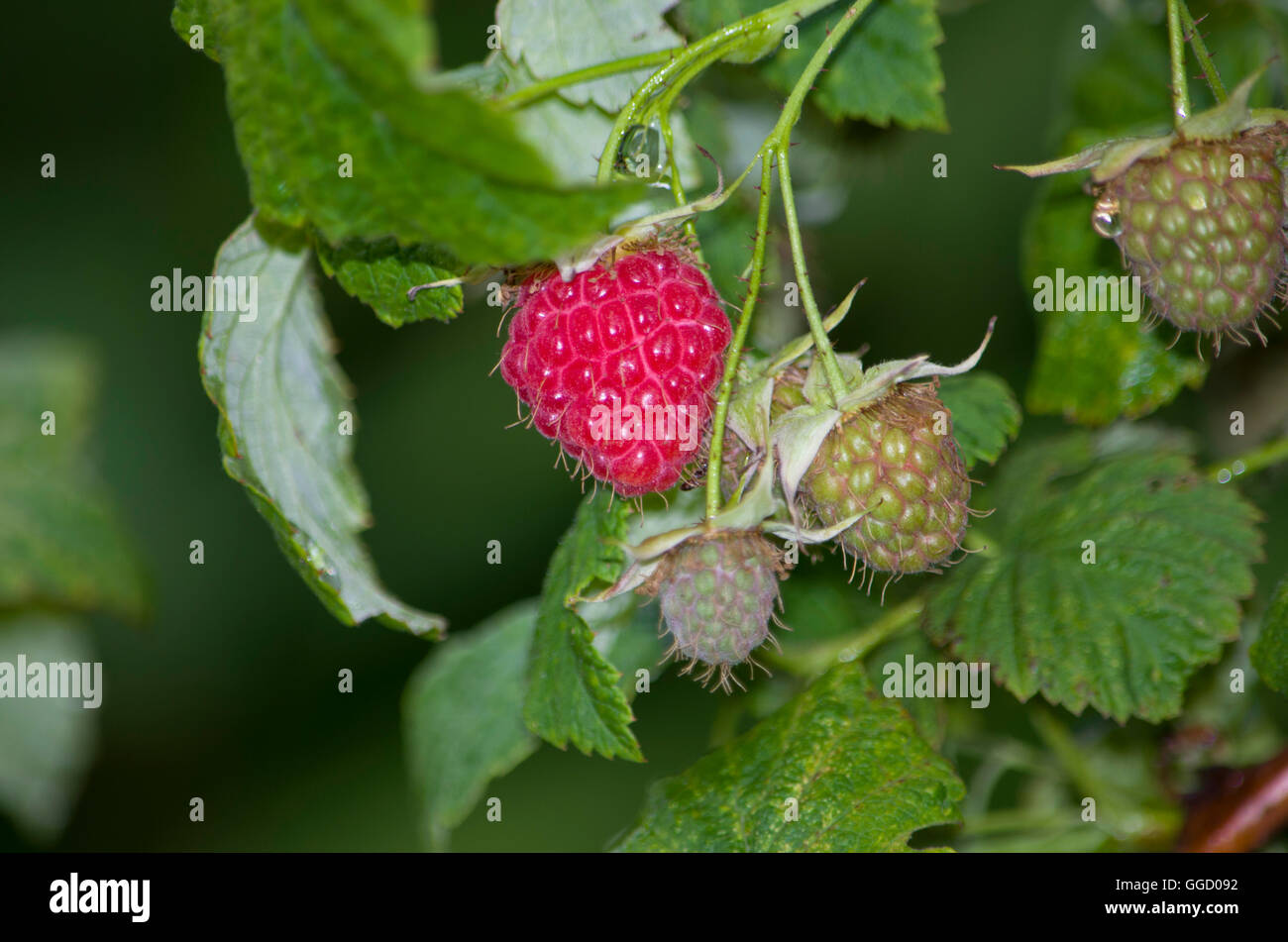 berry raspberry on a bush ripe,berry, raspberry, ripe, on a bush ...