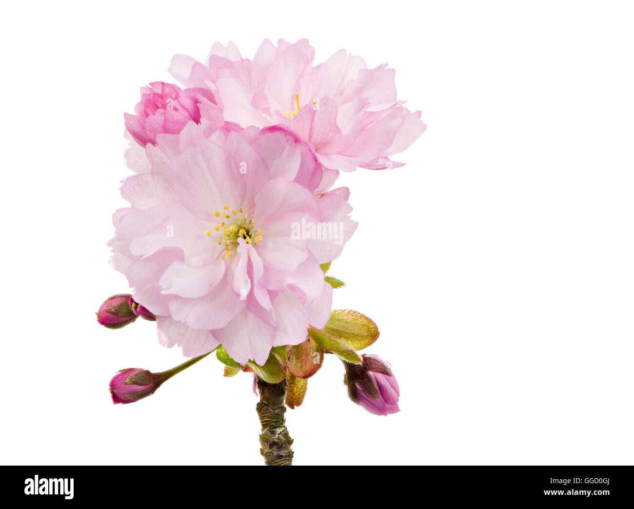 Pink cherry twig hi-res stock photography and images - Alamy