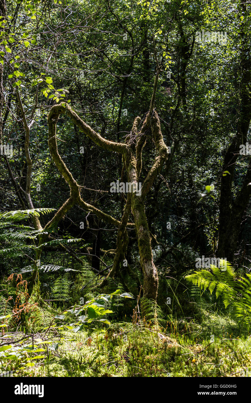 Twisted moss covered tree Stock Photo - Alamy