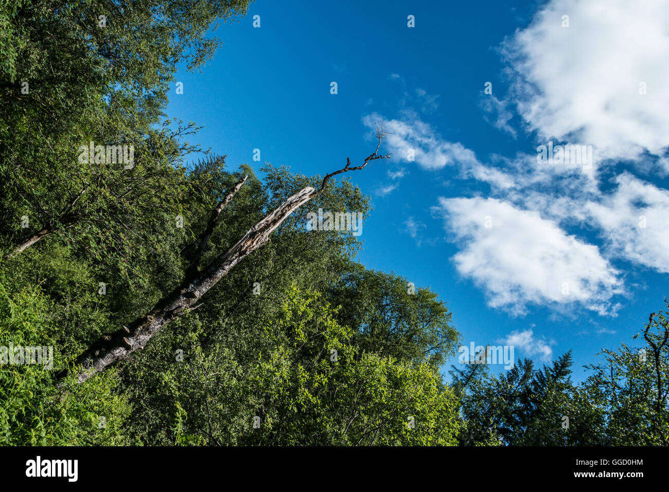Dead tree in Queen Elizabeth Forest Park, Scotland Stock Photo - Alamy