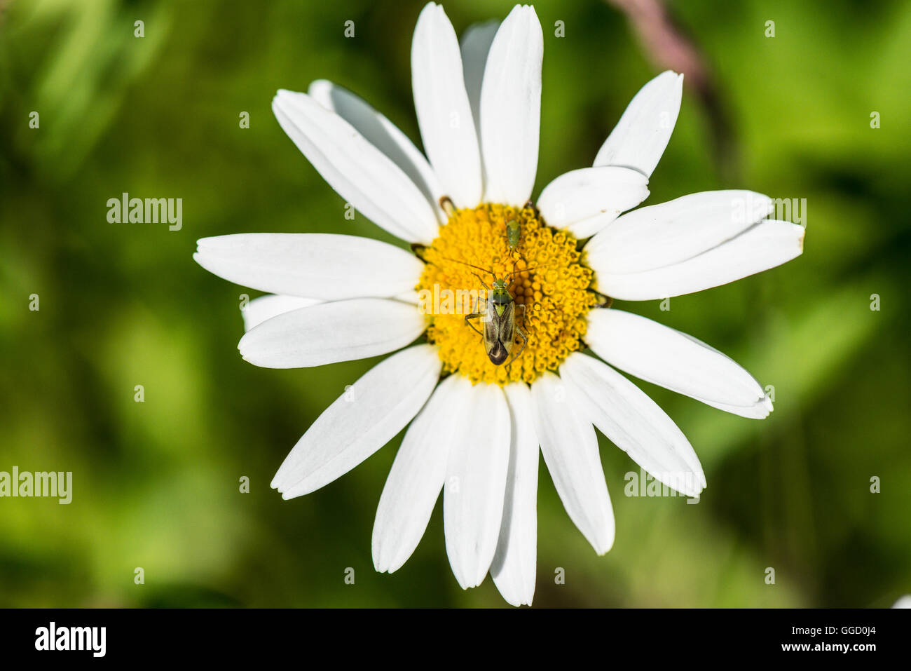 Common green capsid (Lygocoris pabulinus Miridae) on an ox-eyed daisy ...