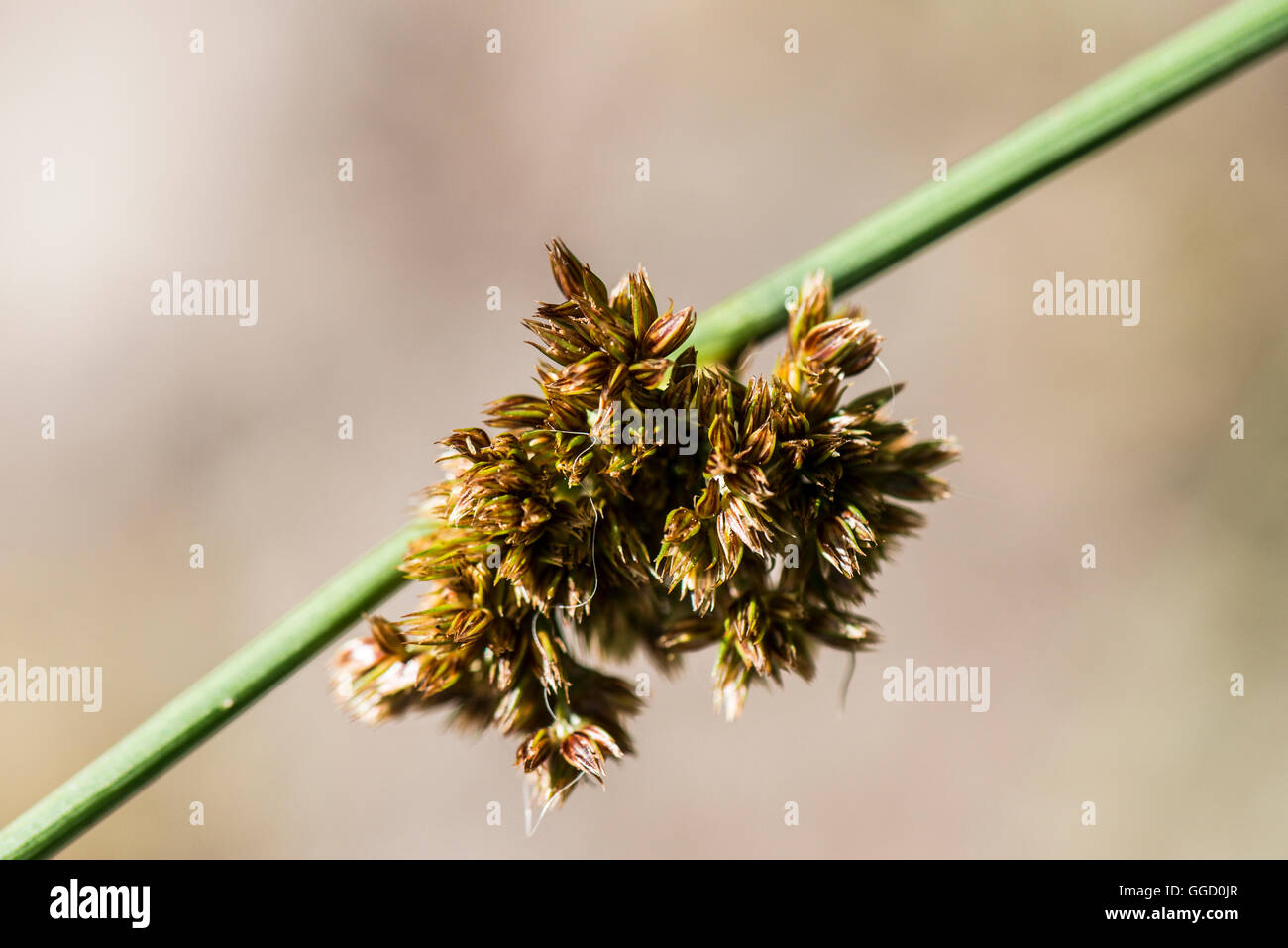 Juncus effusus common rush hi-res stock photography and images - Alamy