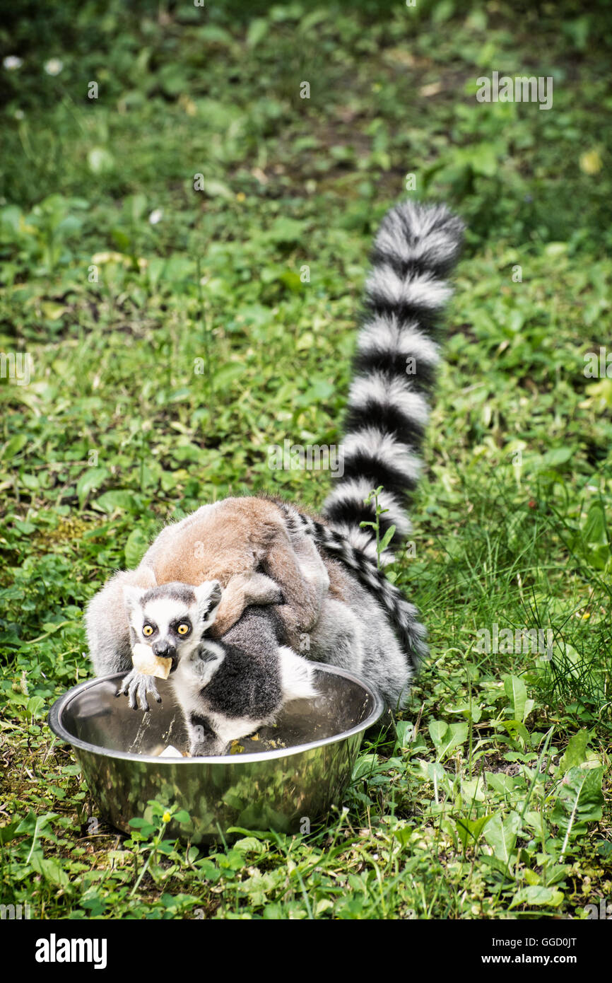 Ring-tailed lemur - Lemur catta - with cub are fed from the bowl ...