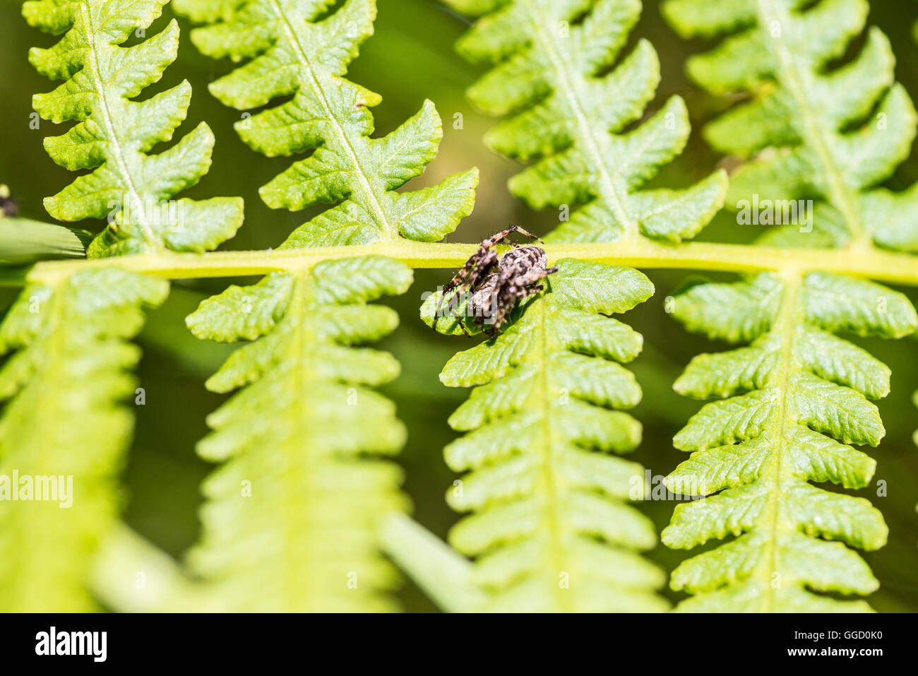 A spider on a fern leaf Stock Photo - Alamy