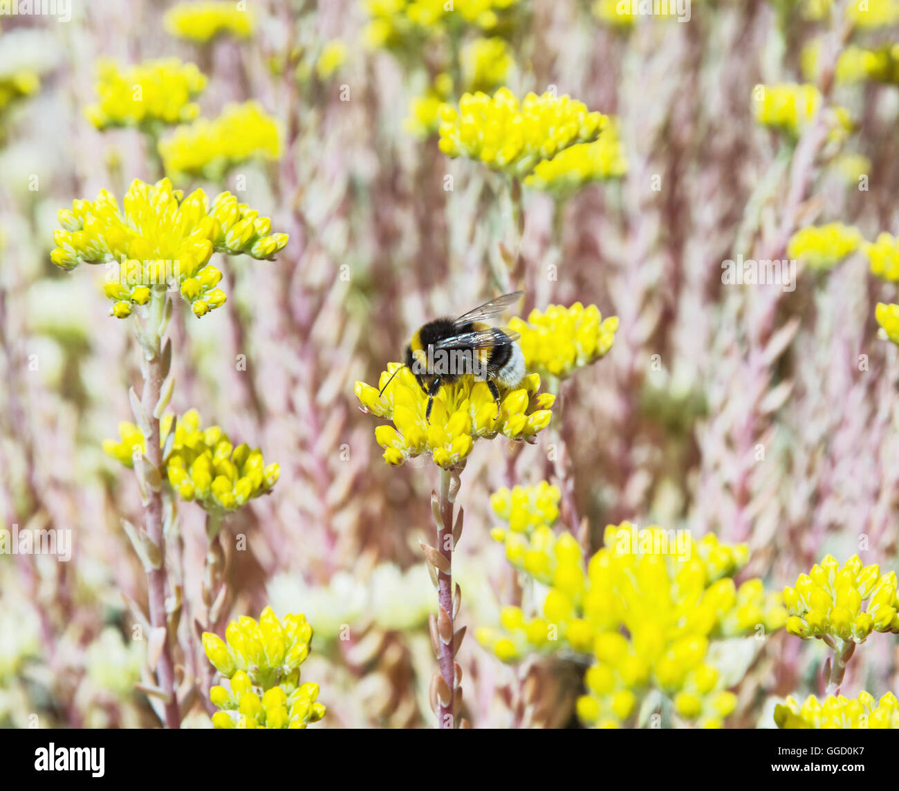 Detailed bumble bee photo hi-res stock photography and images - Alamy