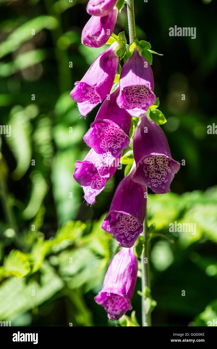 Common foxglove (Digitalis purpurea Stock Photo - Alamy