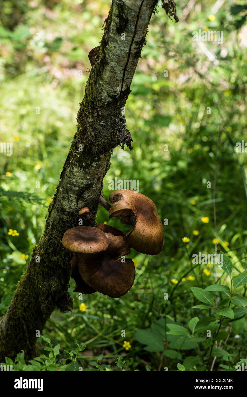 Fungi growing on a tree Stock Photo - Alamy