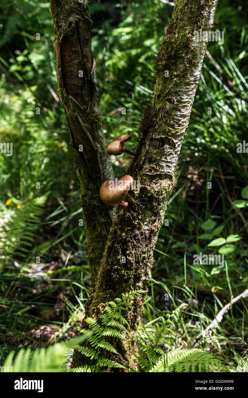 Fungi growing on a tree Stock Photo - Alamy