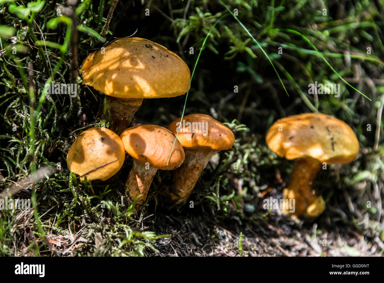 Queen bolete hi-res stock photography and images - Alamy