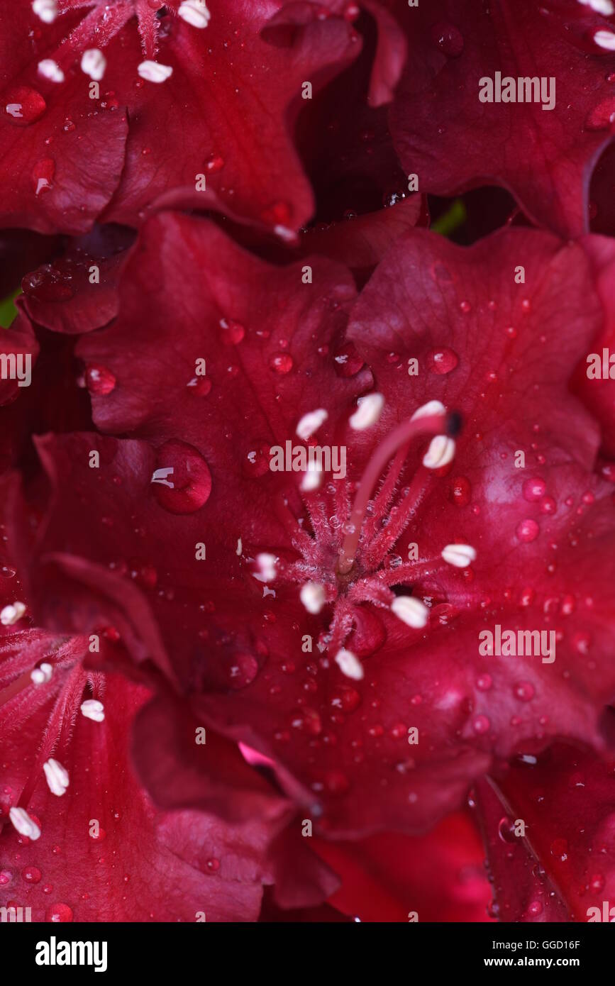 Red rhododendron flower background Stock Photo - Alamy