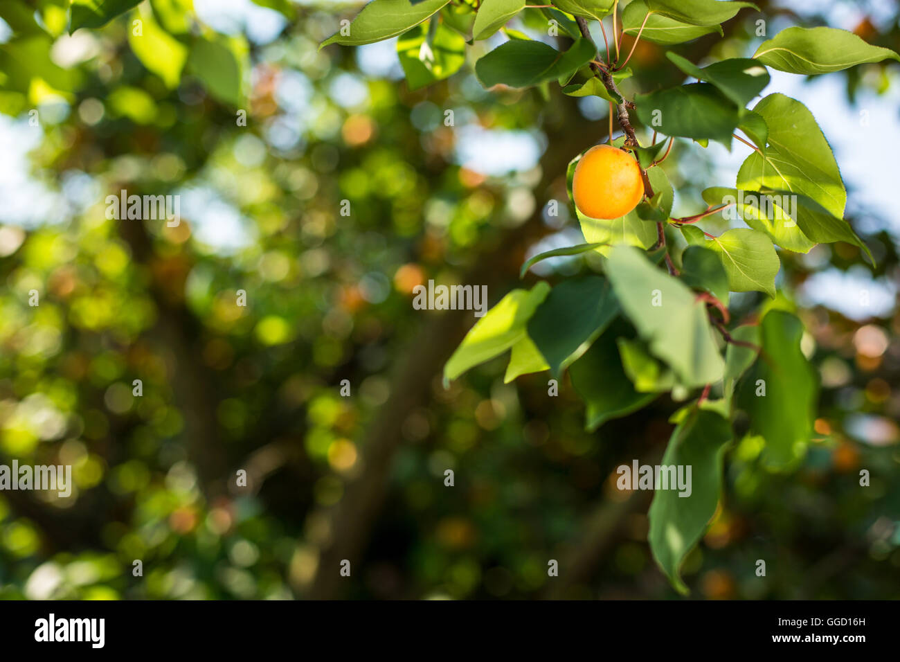 Apricots in the wachau hi-res stock photography and images - Alamy