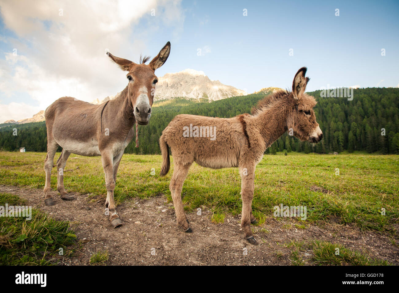 Two cute donkeys in Dolomites, Italy Stock Photo - Alamy