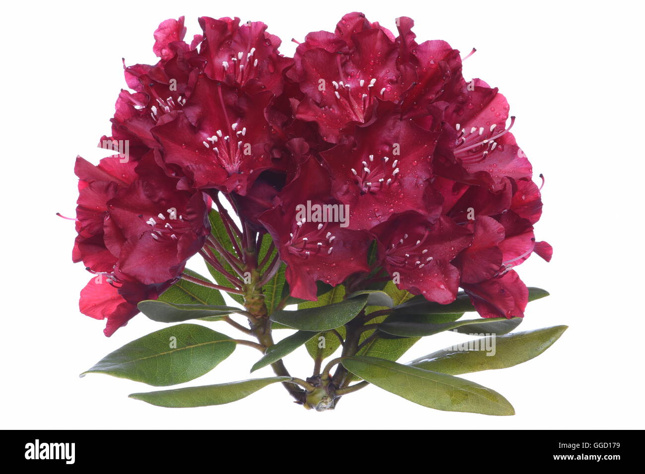 Rhododendron flower isolated on white background Stock Photo - Alamy