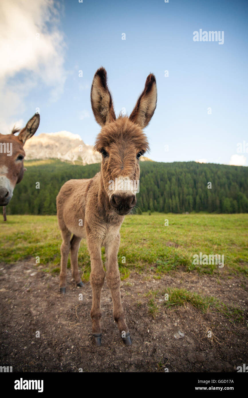 Two cute donkeys in Dolomites, Italy Stock Photo - Alamy
