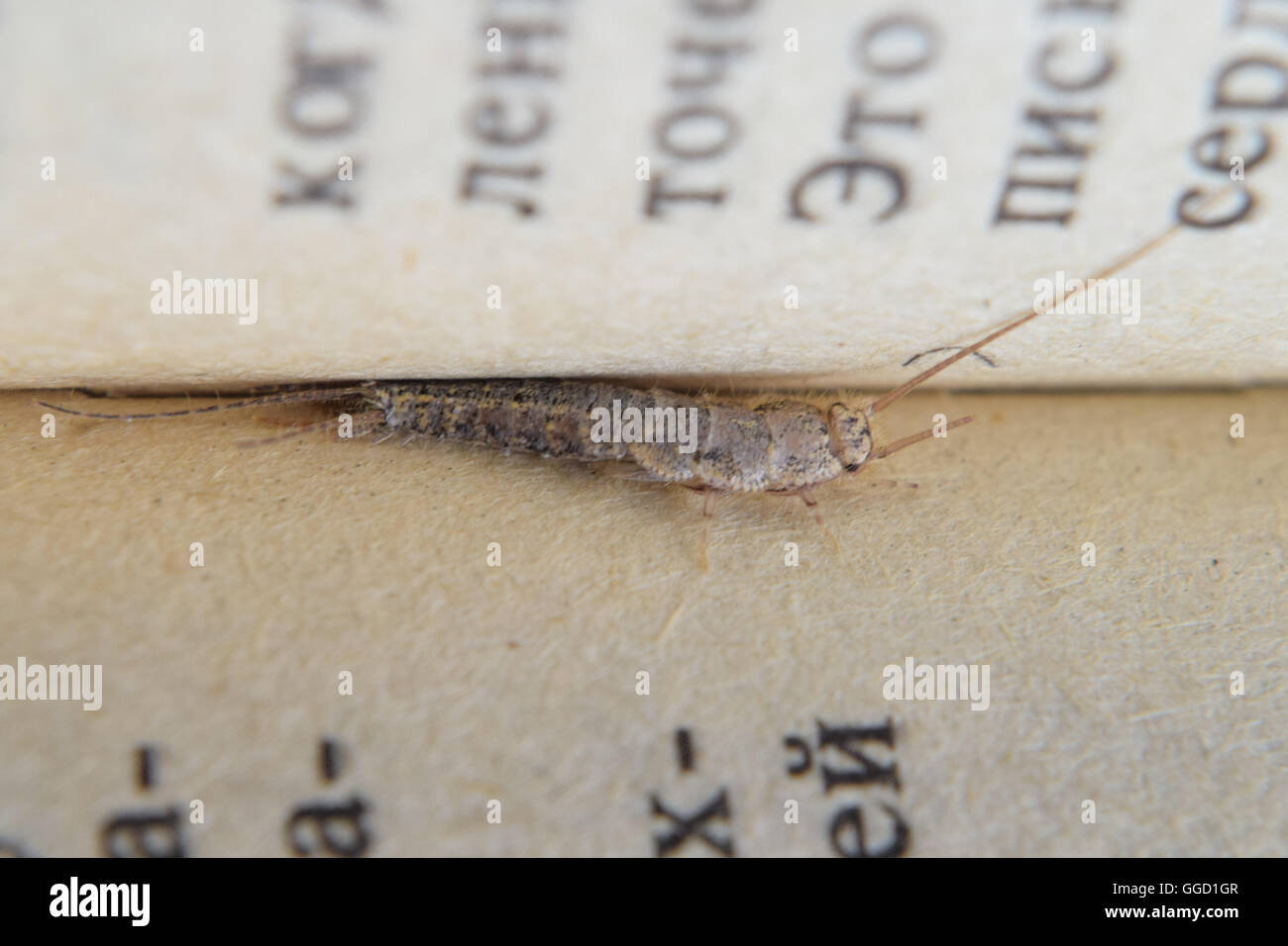 Insect feeding on paper - silverfish. Pest books and newspapers Stock ...