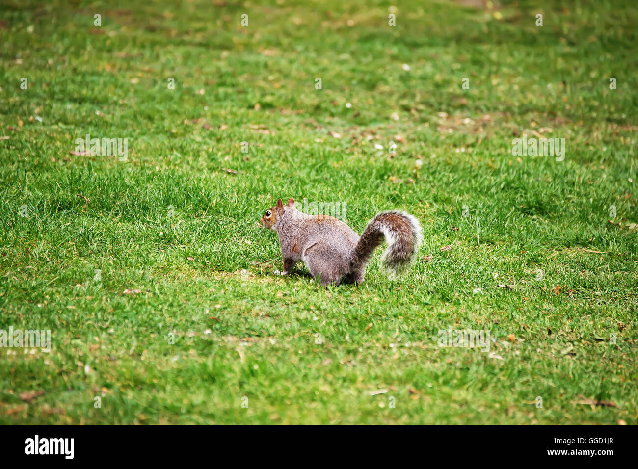 Welsh squirrel hi-res stock photography and images - Alamy