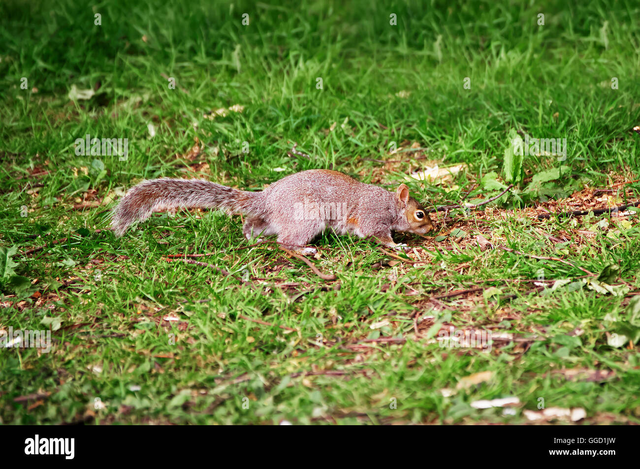 Welsh squirrel hi-res stock photography and images - Alamy