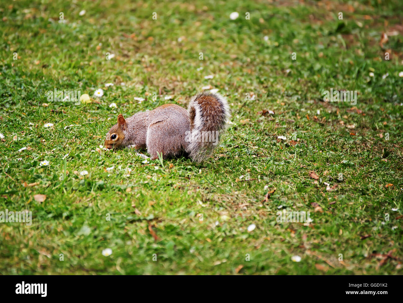 Welsh squirrel hi-res stock photography and images - Alamy