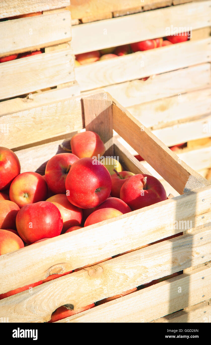Yellow apples crate box wooden hi-res stock photography and images - Alamy