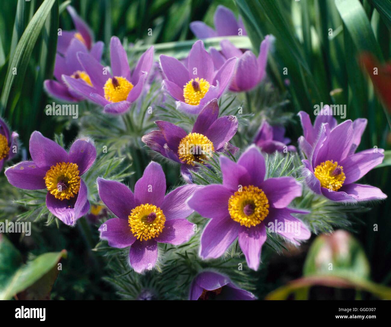 Pulsatilla vulgaris AGM - Pasque Flower ALP000982 Stock Photo - Alamy