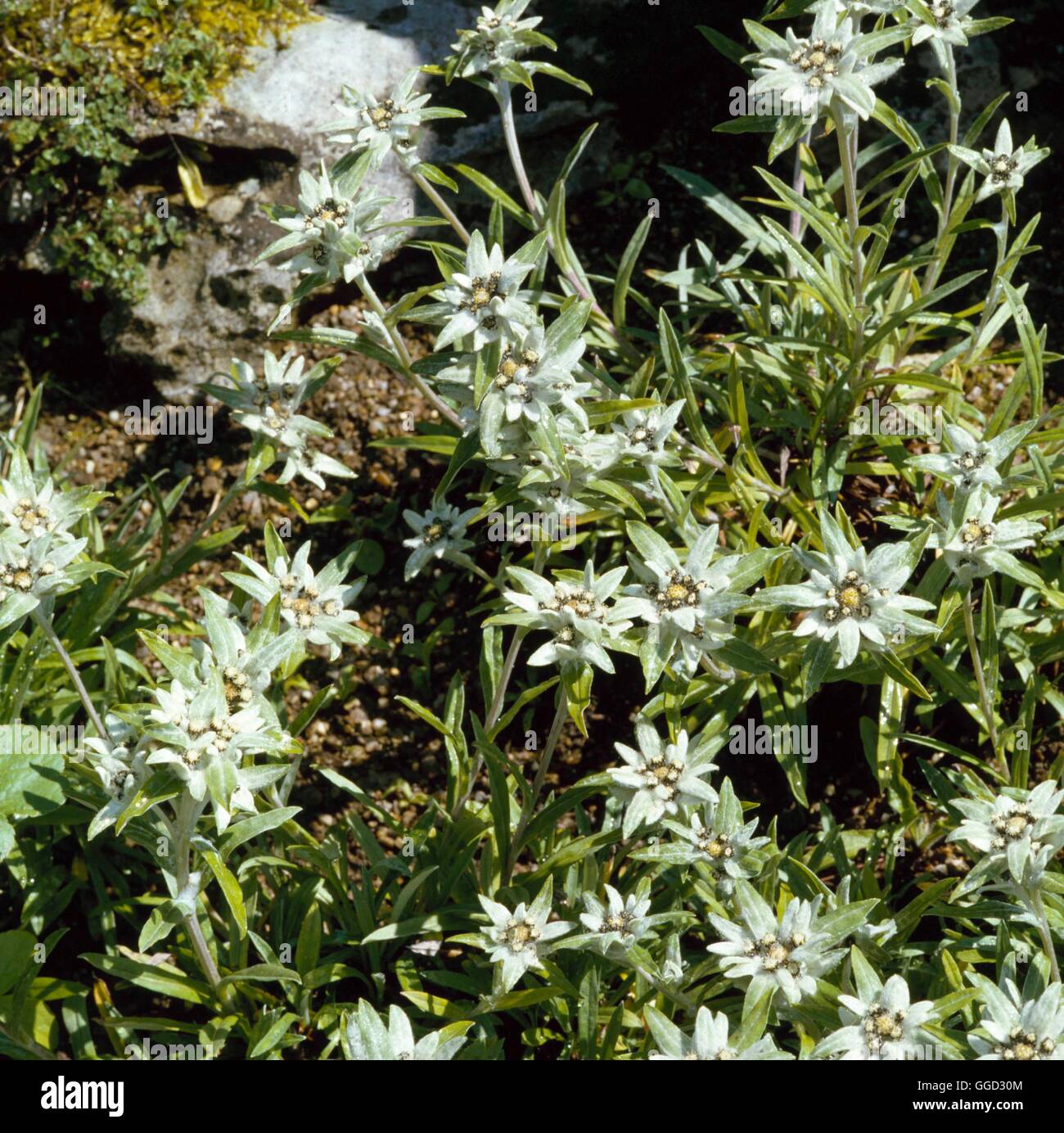 Leontopodium alpinum - Edelweiss ALP007884 Stock Photo - Alamy