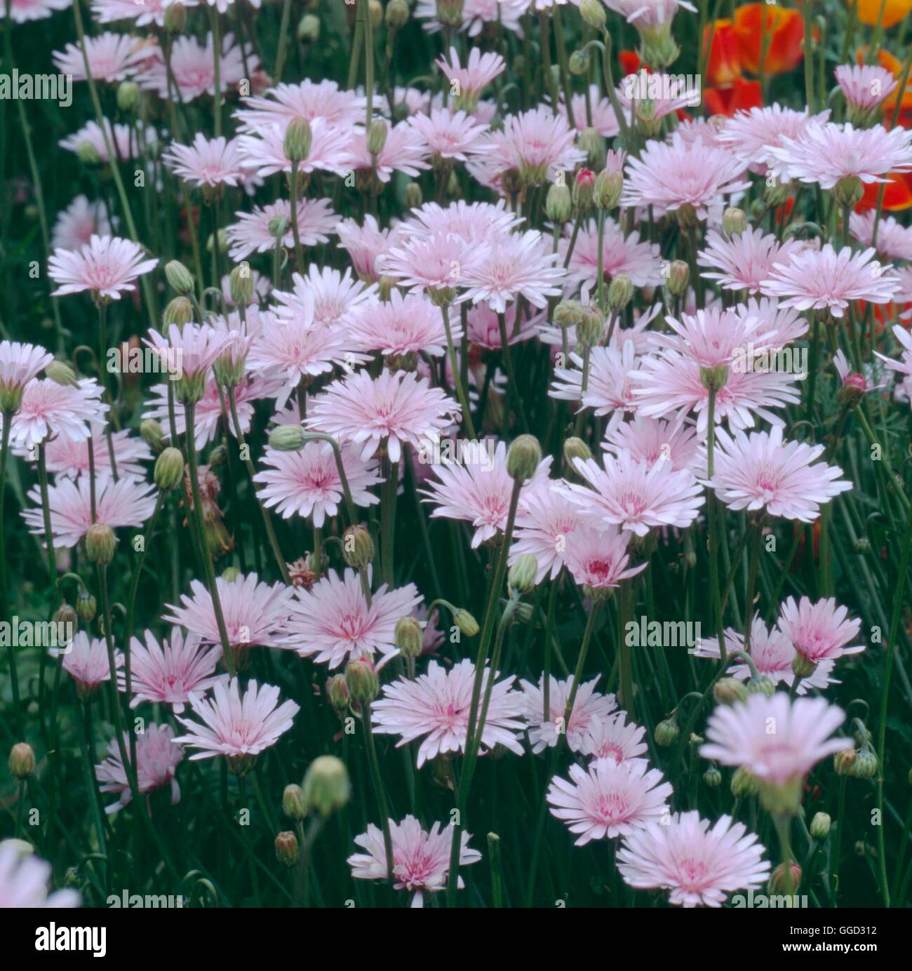 Crepis Rubra Stock Photos & Crepis Rubra Stock Images - Alamy