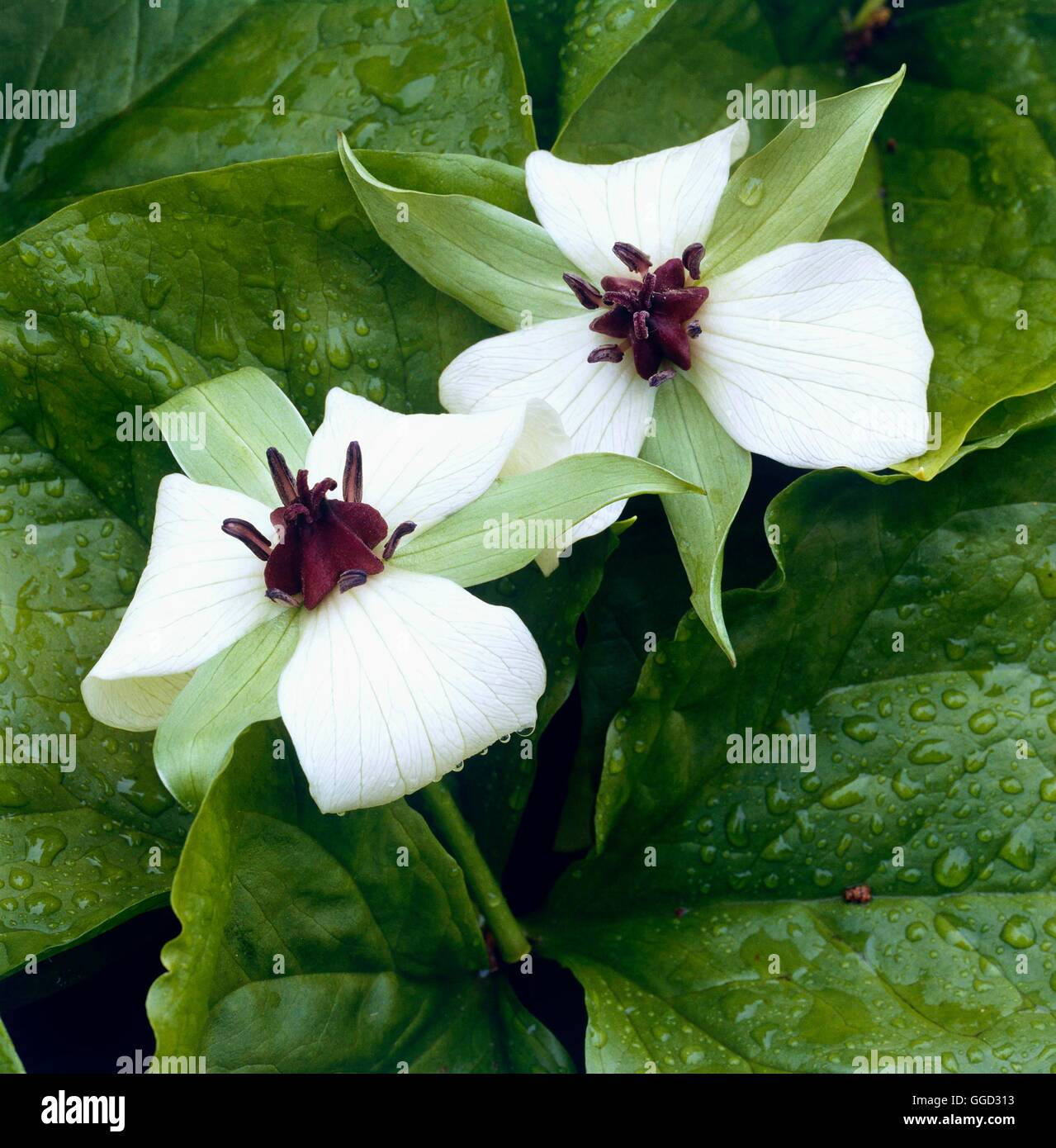 Trillium cernuum hi-res stock photography and images - Alamy