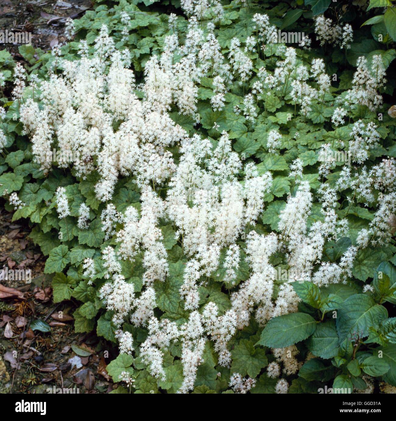 Tiarella cordifolia hi-res stock photography and images - Alamy