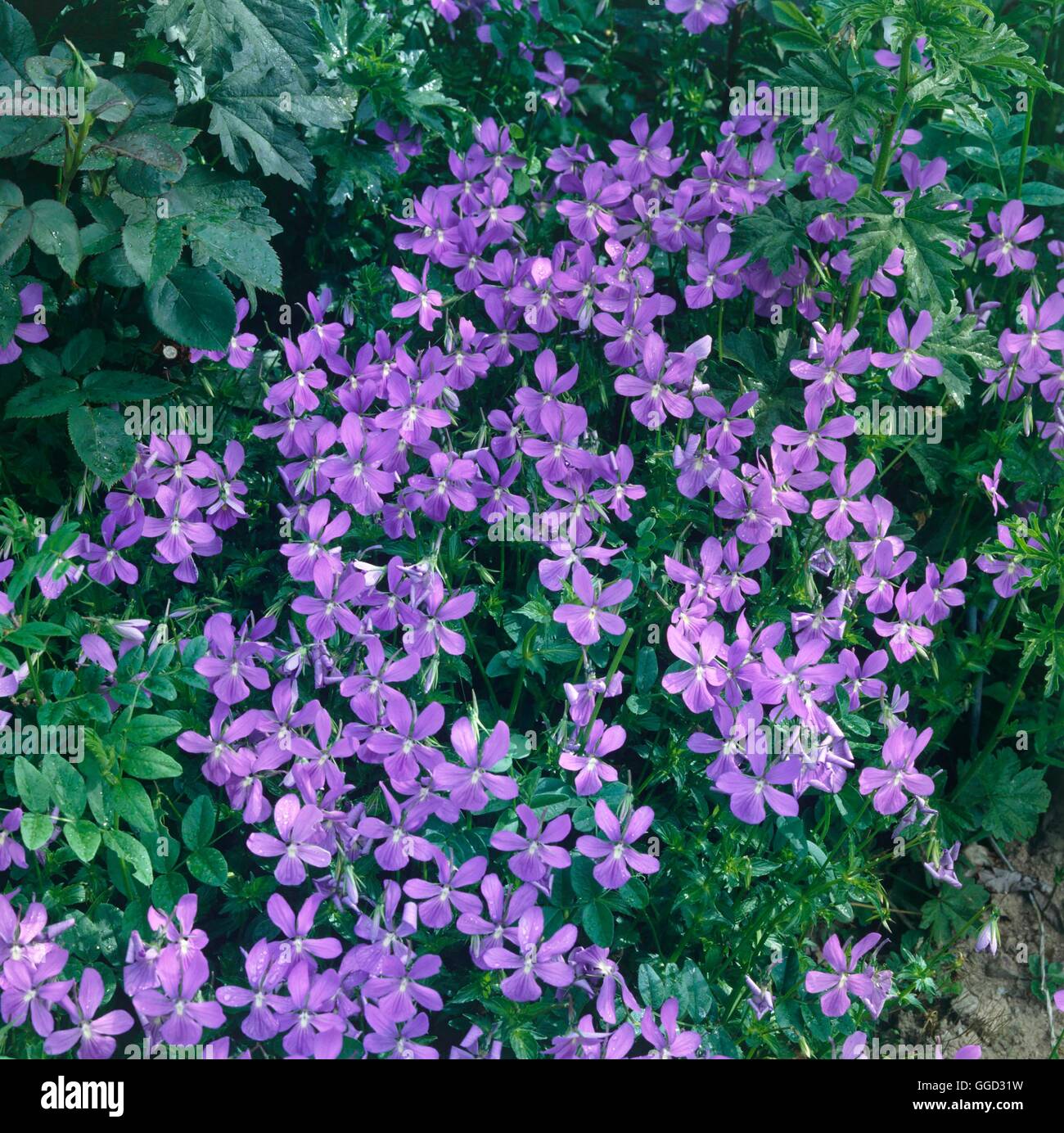 Viola viola hi-res stock photography and images - Alamy