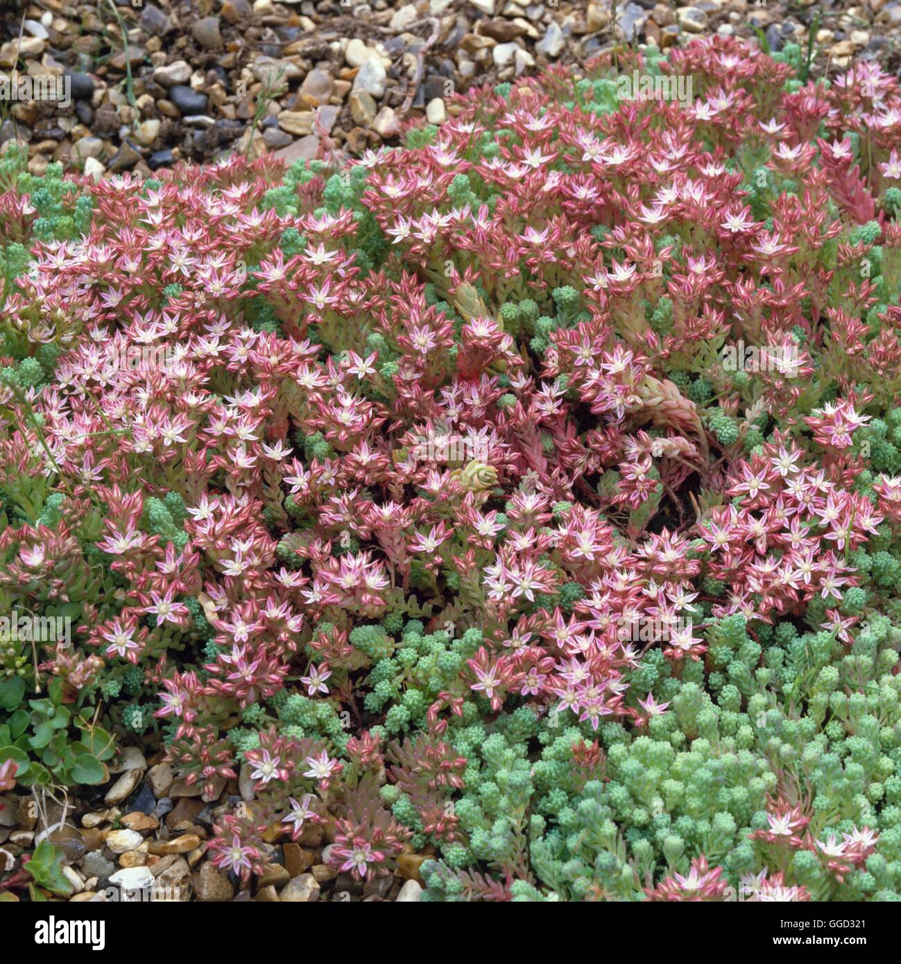 Sedum hispanicum ALP014542 Stock Photo - Alamy