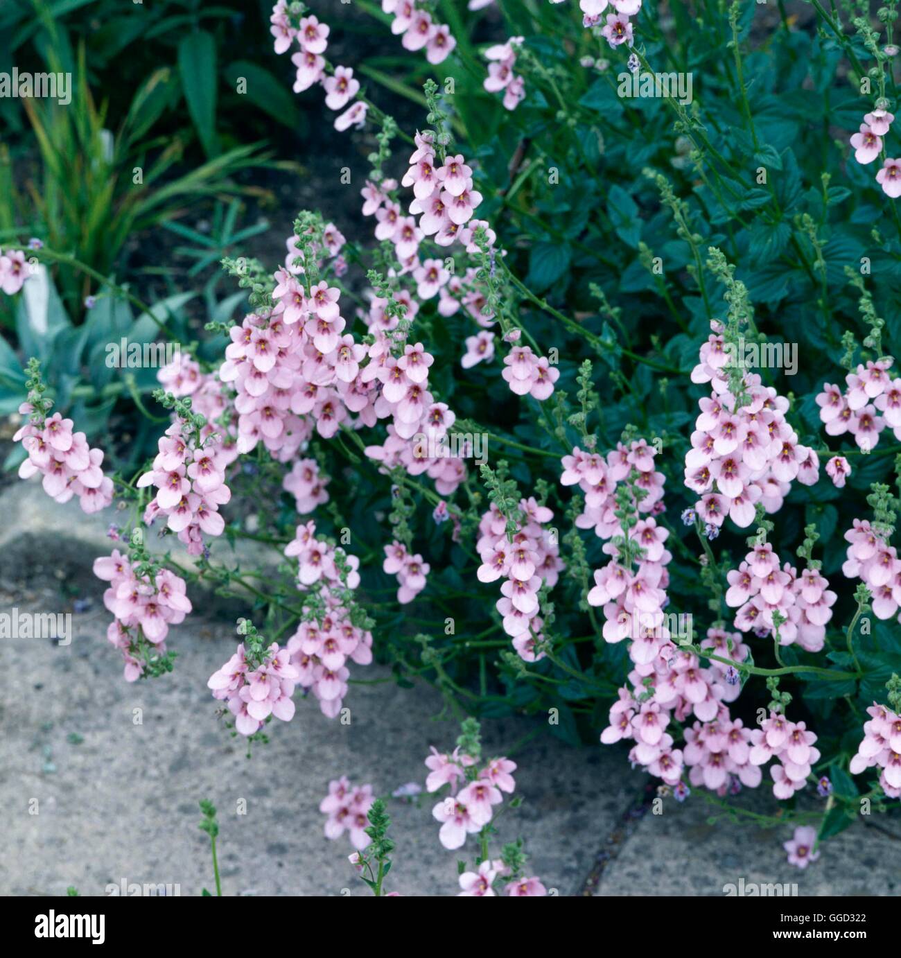 Diascia vigilis hi-res stock photography and images - Alamy