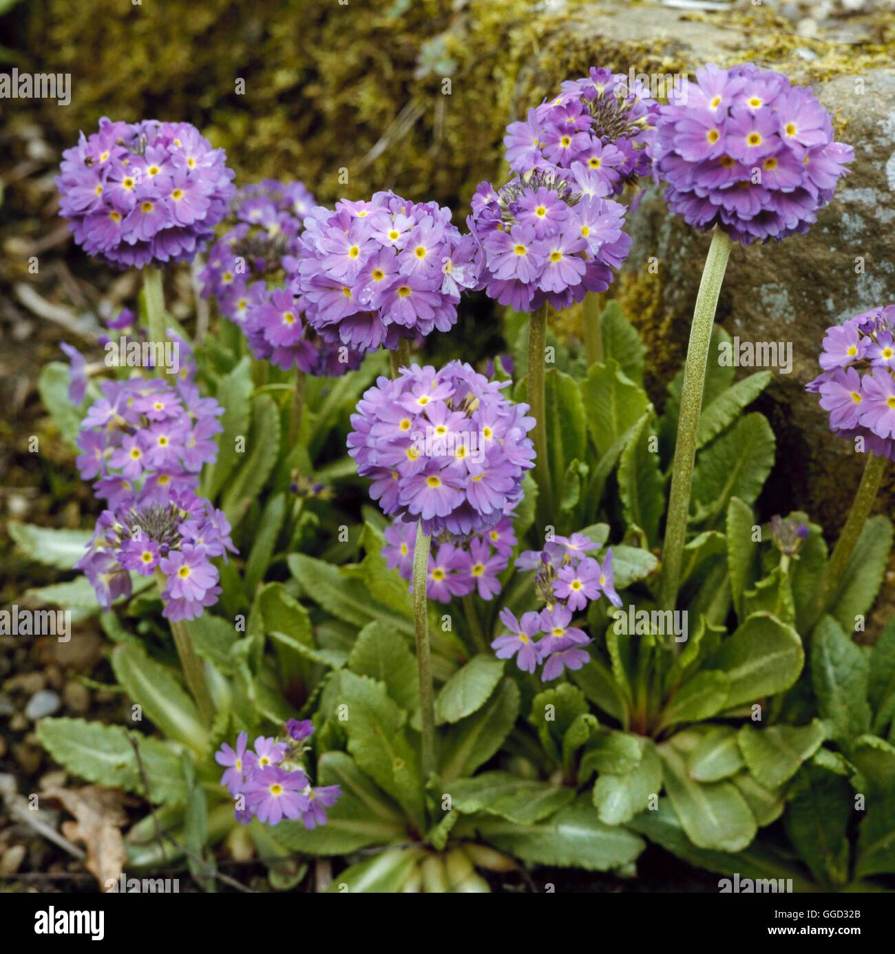 Primula denticulata hi-res stock photography and images - Alamy