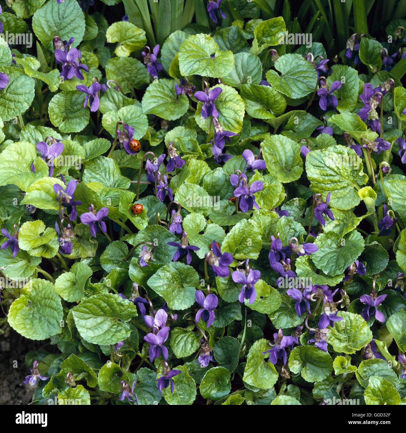 Viola odorata - Sweet Violets ALP021189 Stock Photo - Alamy